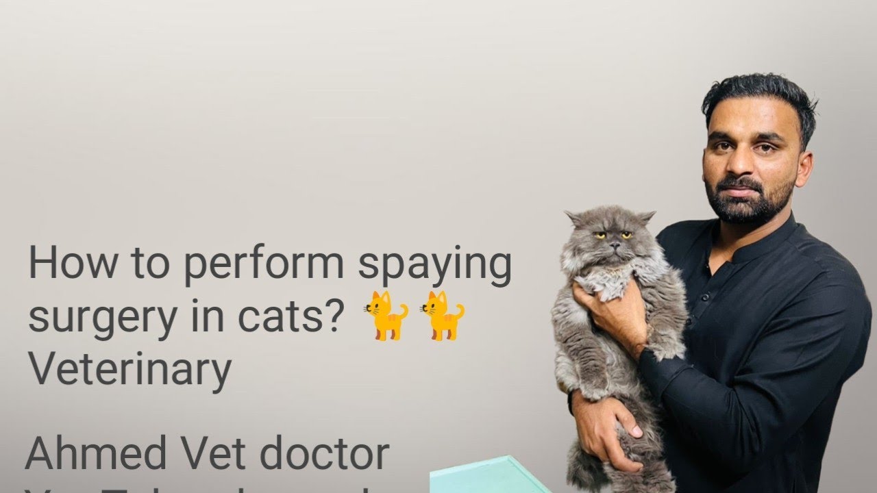 How to perform spaying surgery in cats? 🐈🐈 Veterinary #pets #spay_and ...