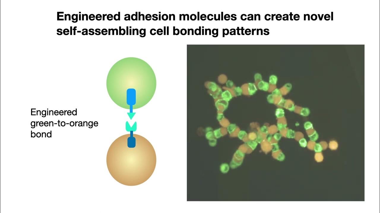 Programming Multicellular Assembly with Synthetic Cell Adhesion Molecules - YouTube
