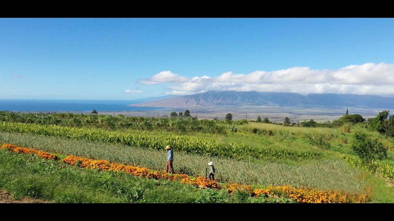 Flower Farm Maui Hawaii | Best Flower Site