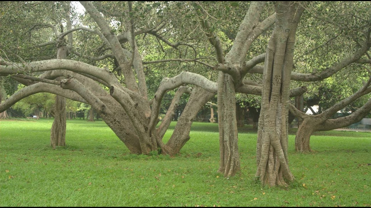 MYSTERY Fig Tree ? The Enigmatic Ficus Krishnae! - YouTube