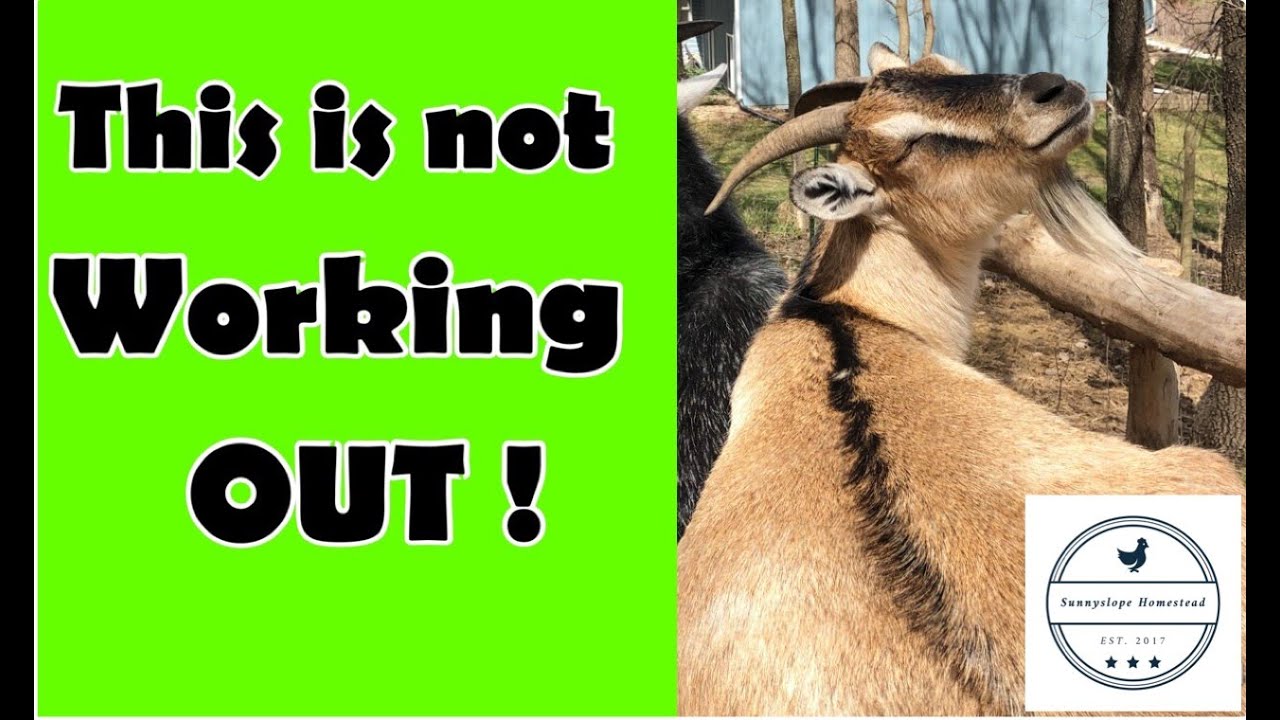 When Goats Are Bullies | How Do You Handle Aggressive Goats ? - YouTube
