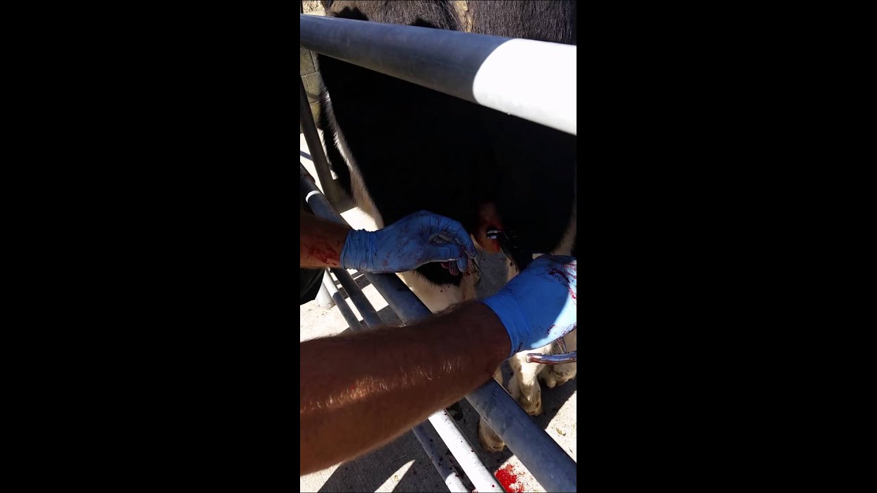 Cattle Castration - YouTube