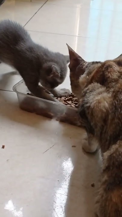 Induk kucing kurus dan anaknya minta makan - YouTube
