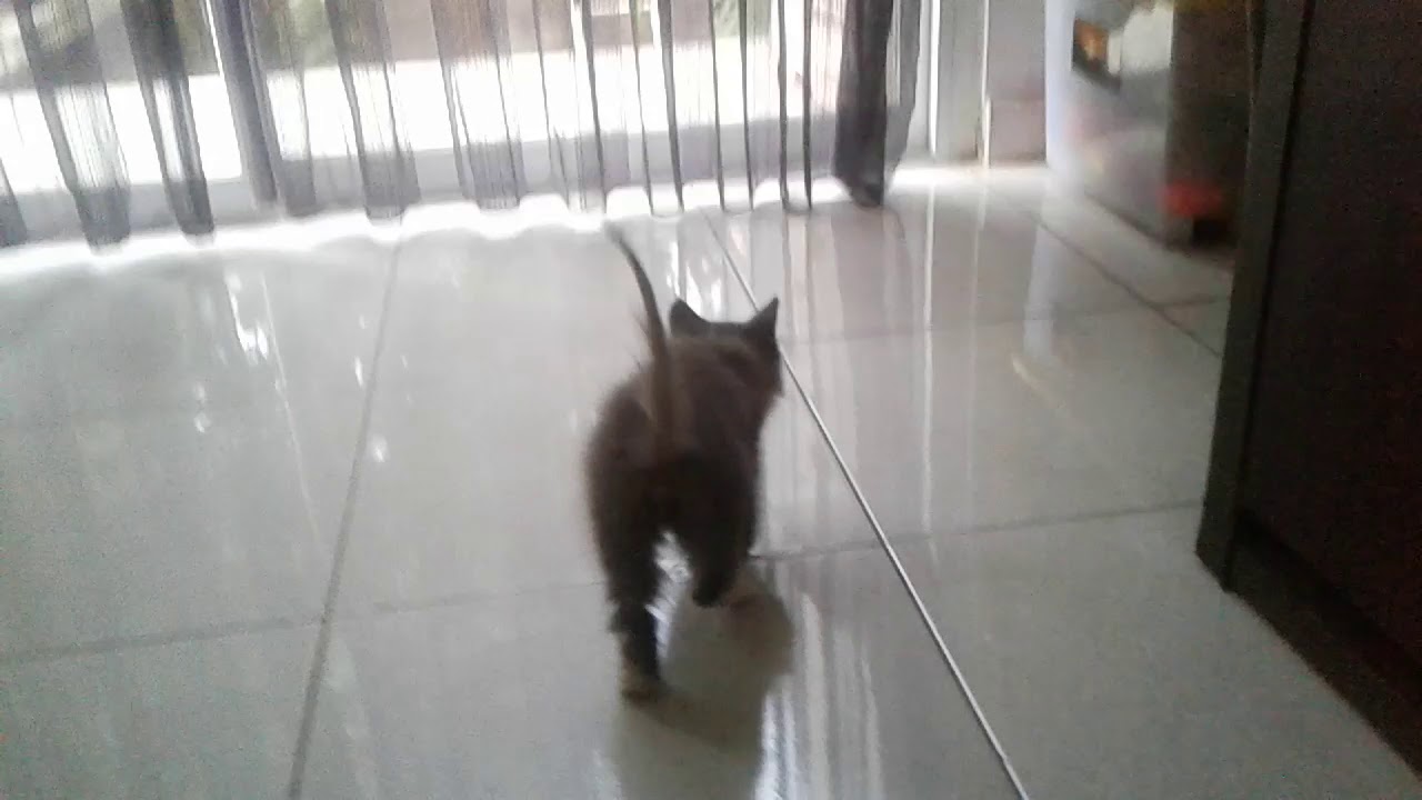 Ini adalah kucing ku yang biasa - YouTube