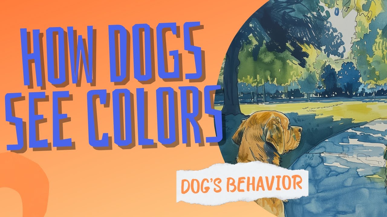 Through a Dog's Eyes: Unveiling the Colorful World They See! | How Dogs ...