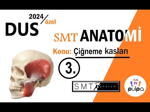 DUS/TUS ANATOMİ Çiğneme kasları konu anlatımı