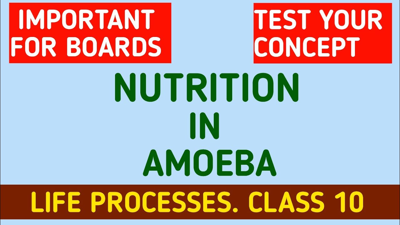 Nutrition in Amoeba – Life Processes | Important MCQs for Class 10 # ...