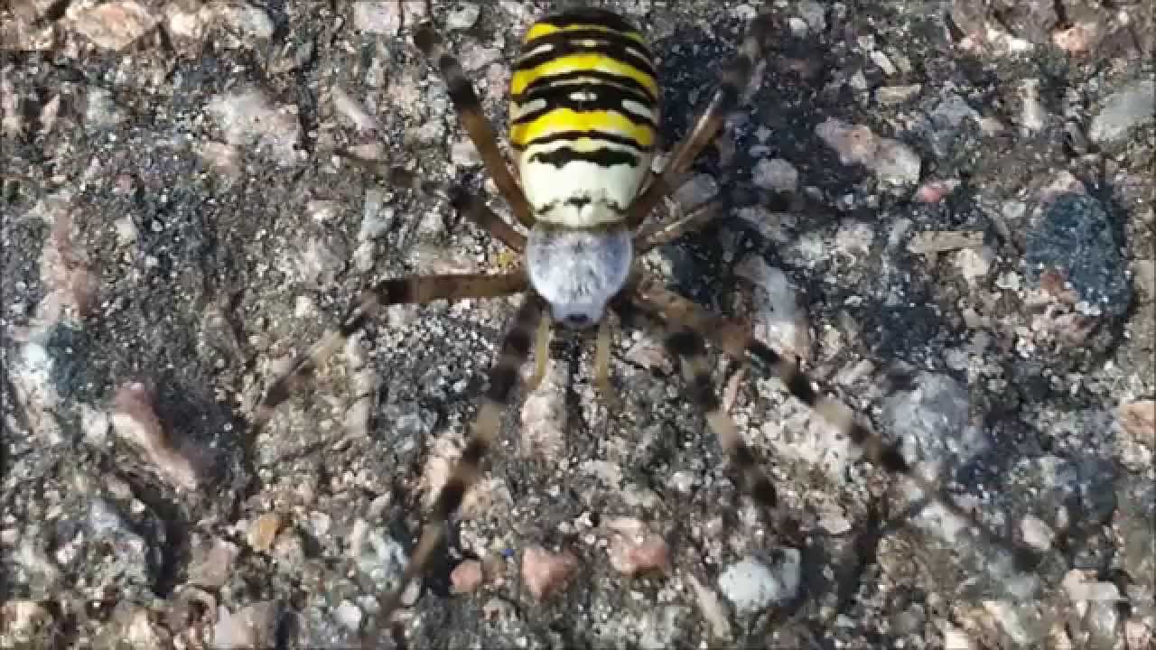 Funky Spider - YouTube