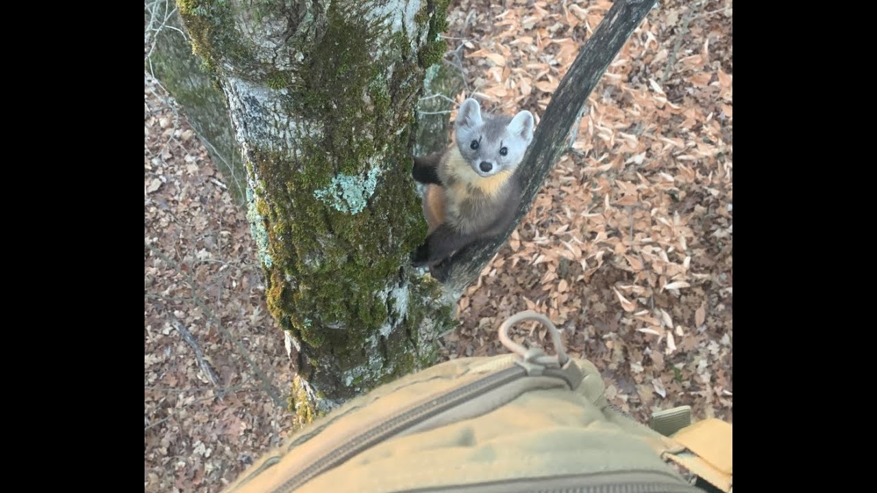 A Pine Marten & a Parabolic Bird Alarm ~ Bird Language & Tracking ...