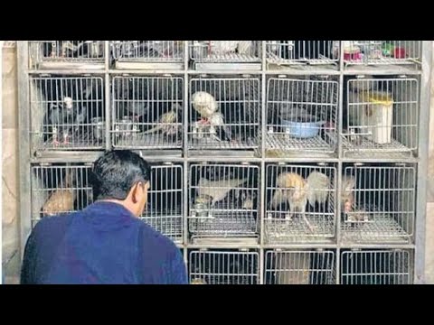 Visit imtiaj bhai bird setup/biggest bird farm in Lucknow/biggest bird ...
