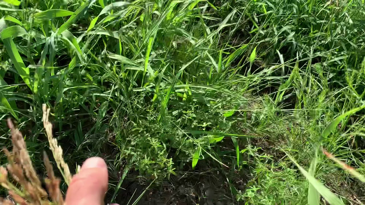 Johnson Grass Seeds YouTube johnson-grass-seeds-youtube