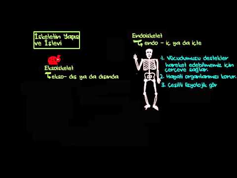 İskelet Yapısı ve İşlevi (Sağlık ve Tıp)