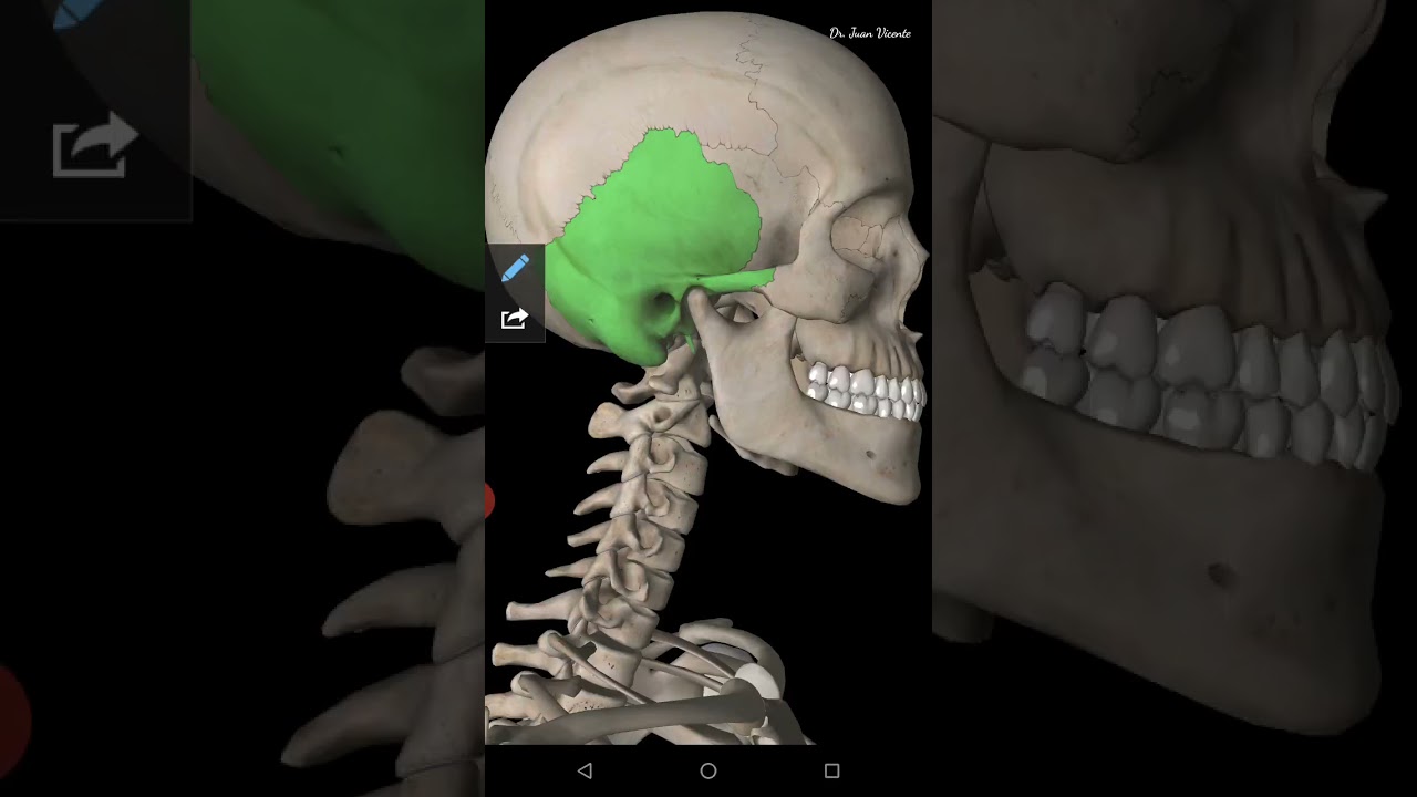 Temporal - Porción Escamosa - Anatomía - YouTube