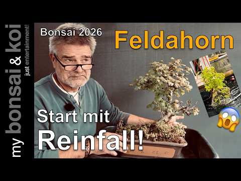 Bonsai 2026-41 - Feldahorn - Acer Campstre - Start mit Reinfall! 🫣 Ende mit...?