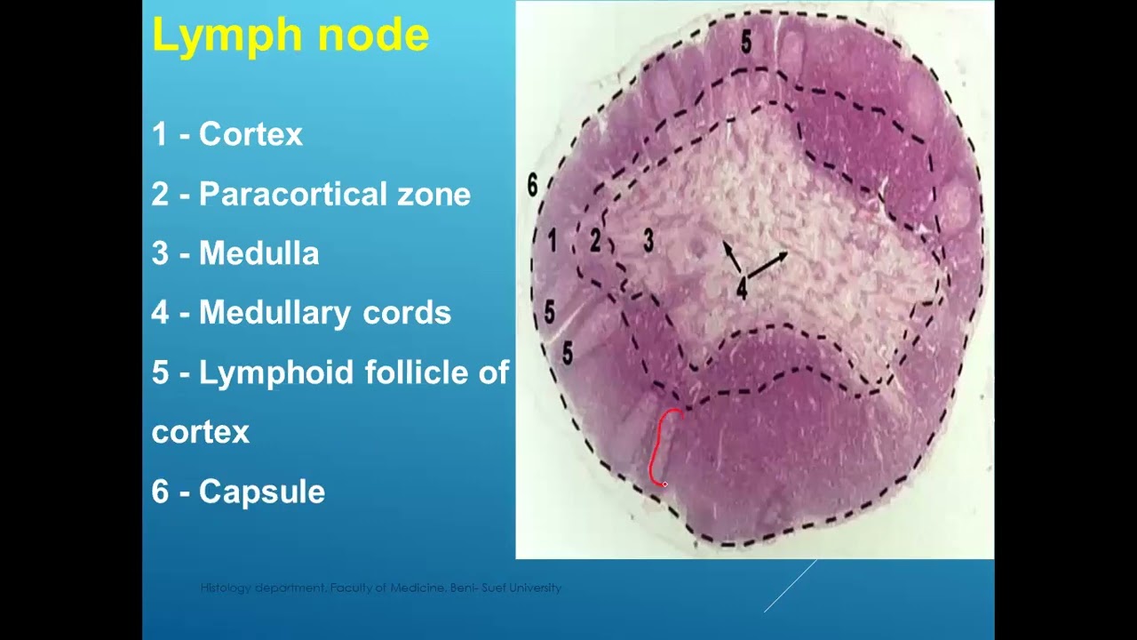 practical lymphatic system (طب بني سويف) - YouTube