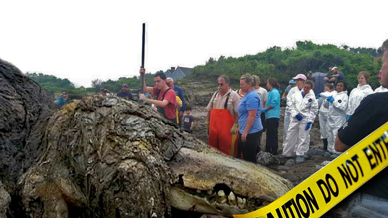 This SCP Creature Washed Up On Shore - YouTube