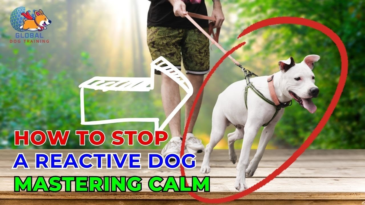 How To Stop A Reactive Dog, Turning Tension into Tranquility - Ani ...