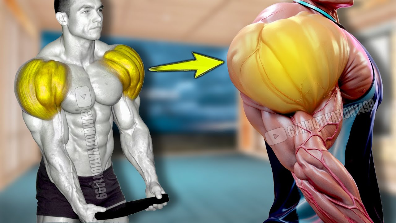 Best Important Exercises for Shoulder Muscle Development - YouTube