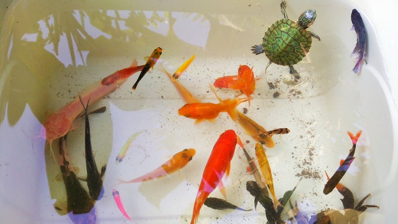 menemukan ikan molly balon, ikan hias warna warni, ikan cupang, ikan ...