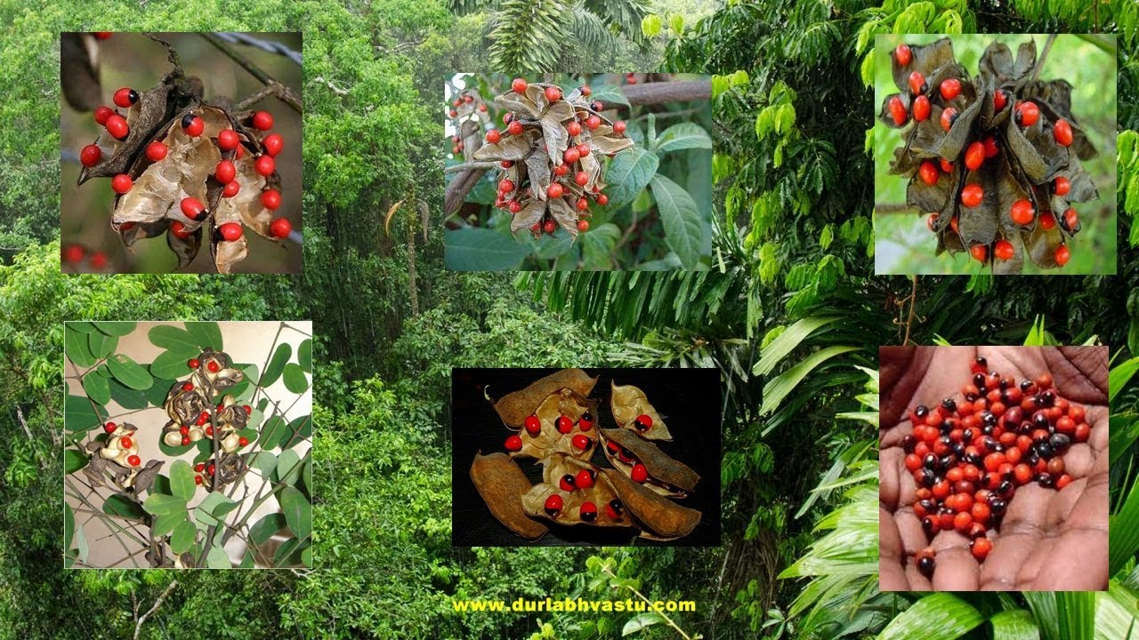 Red Gunja Plant live (लाल गुंजा) - YouTube