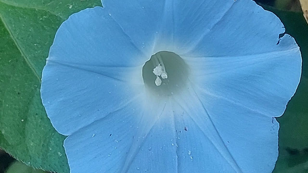 Morning glory #Flora #Flower #Nature #Video #Reel #YoutubeVideo # ...