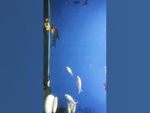 so many fishes part 1 - YouTube