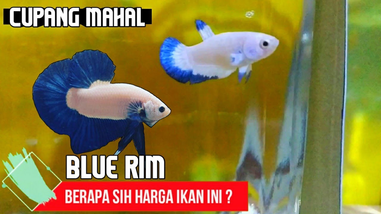 Mengenal Ikan Cupang Blue Rim Beserta Harganya - YouTube