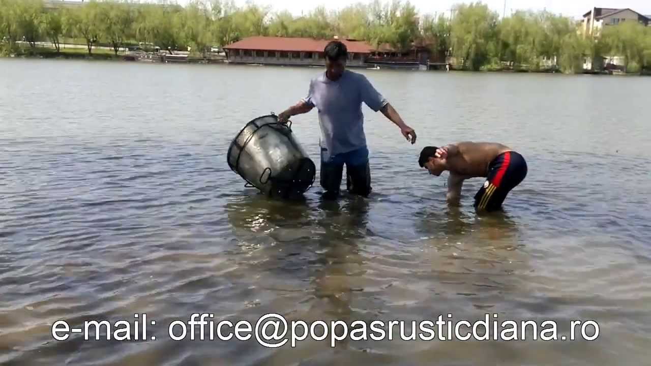 Populare cu specia Crap Romanesc Bazin 3, Belciugatele - YouTube