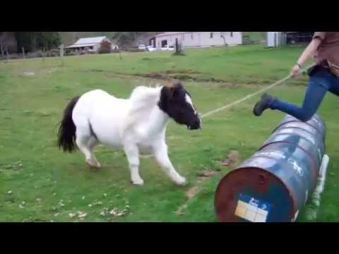 Bella our miniature horse, Pinto Mare 38 inches tall, 12 Years Old ...