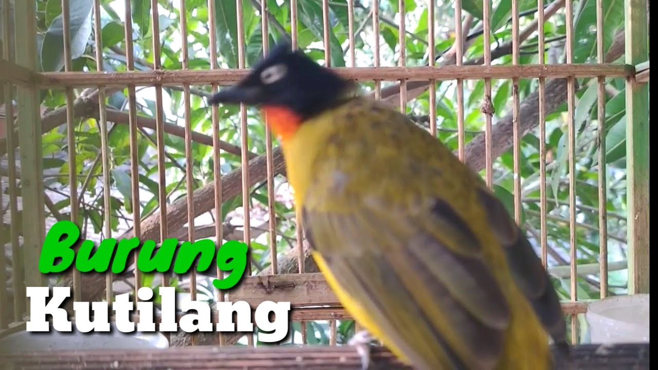 Burung kutilang emas Gacor full isian - YouTube
