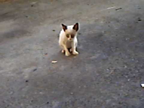Meu gato fumando cigarro - YouTube