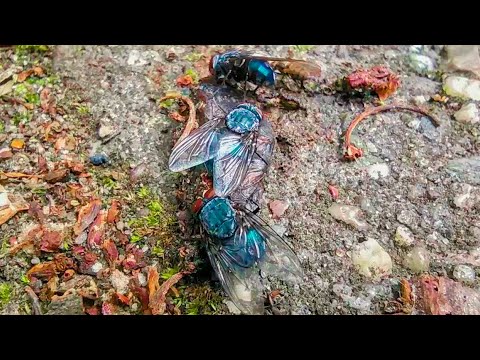 Blue bottle flies feeding on decaying flesh - YouTube
