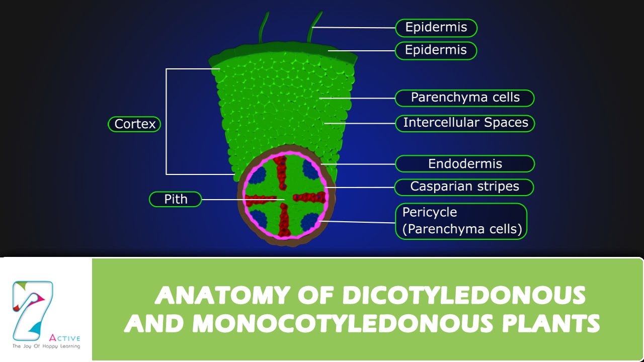 ANATOMY OF DICOTYLEDONOUS AND MONOCOTYLEDONOUS PLANTS - YouTube