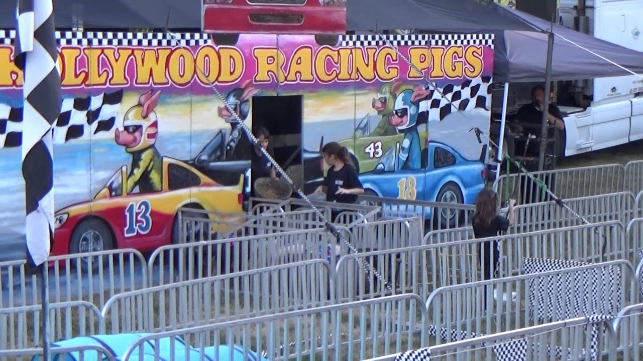 Hollywood Racing Pigs At The Fair - YouTube