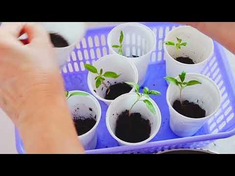 Пикировка.Снизить риск черной ножки у томатов. - YouTube