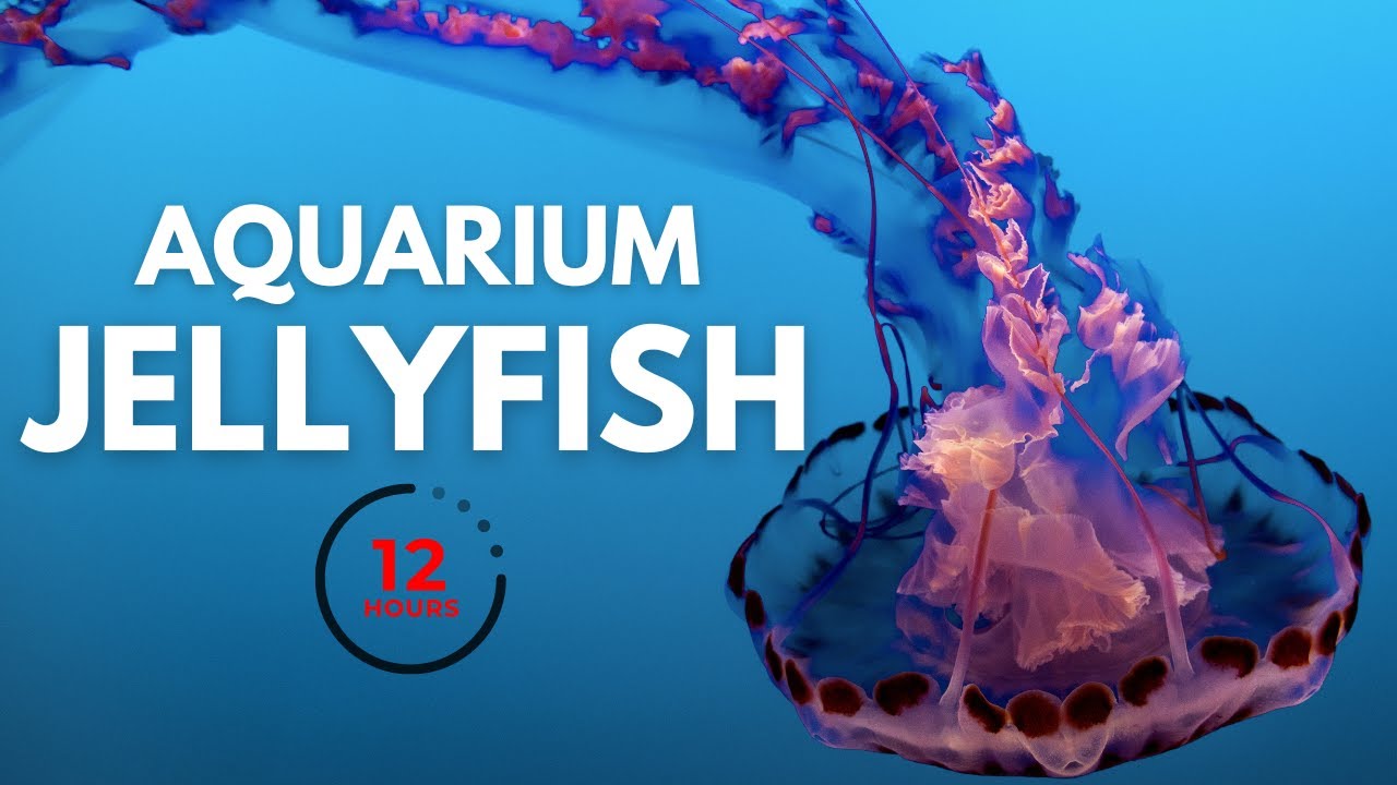Jellyfish Aquarium 12 HOURS | Relaxing Music for Sleep | UNDERWATER ...