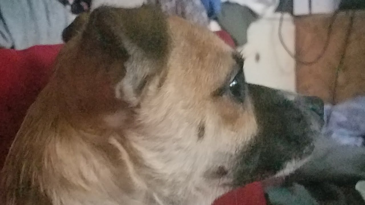 Sinclair the early morning watch dog - YouTube