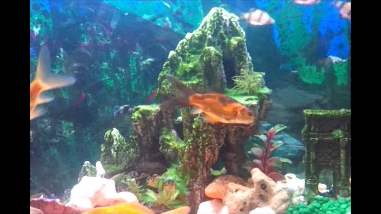 40 Gallon Amazing Panoramic Fish Tank!! *HD* - YouTube