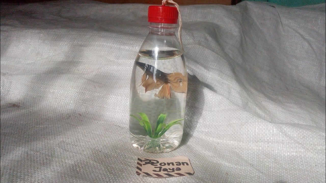 membuat aquarium dari botol bekas untuk ikan cupang - Ronan Jaya ...