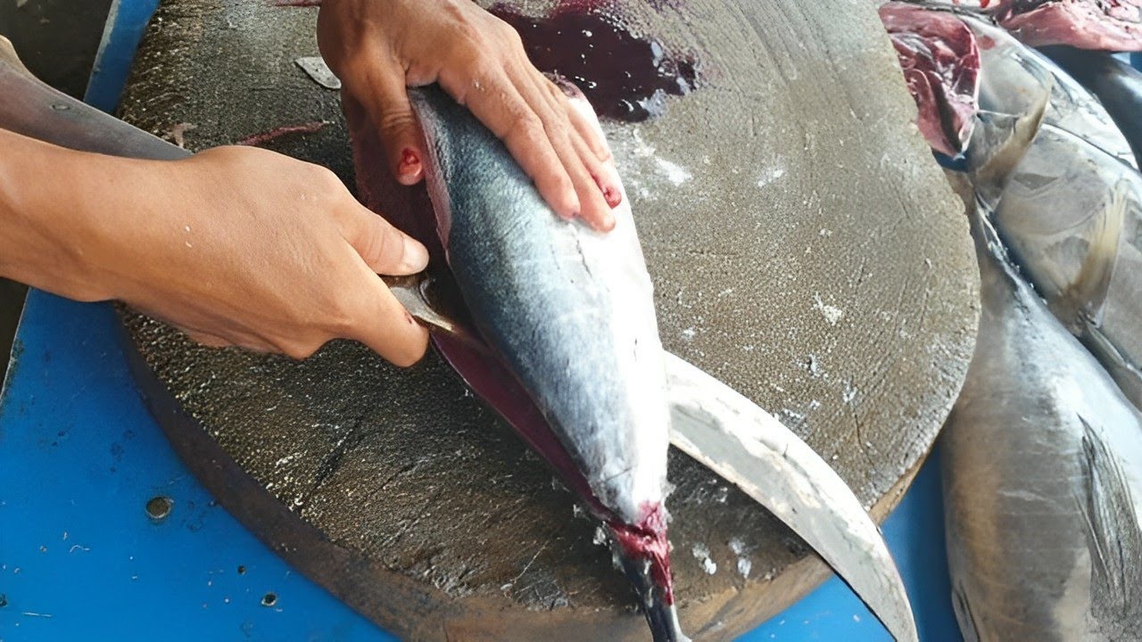 Precision Cutting Techniques for Skipjack Tuna - Cutting Fish Skipjack ...