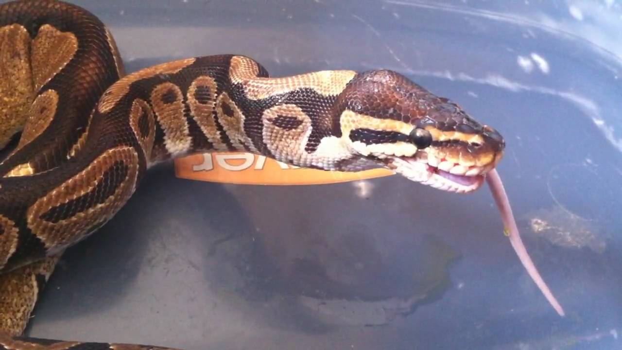 Python vs. Mouse - YouTube