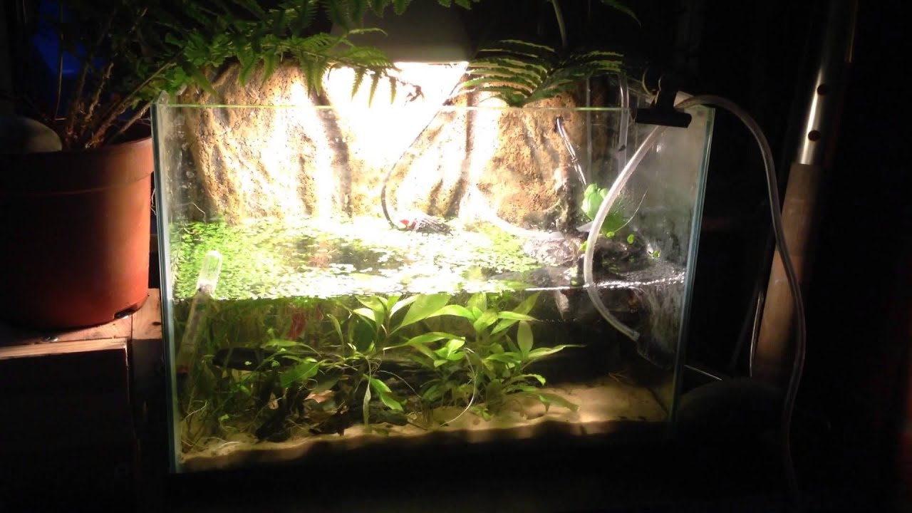 Nano Betta paludarium update - YouTube