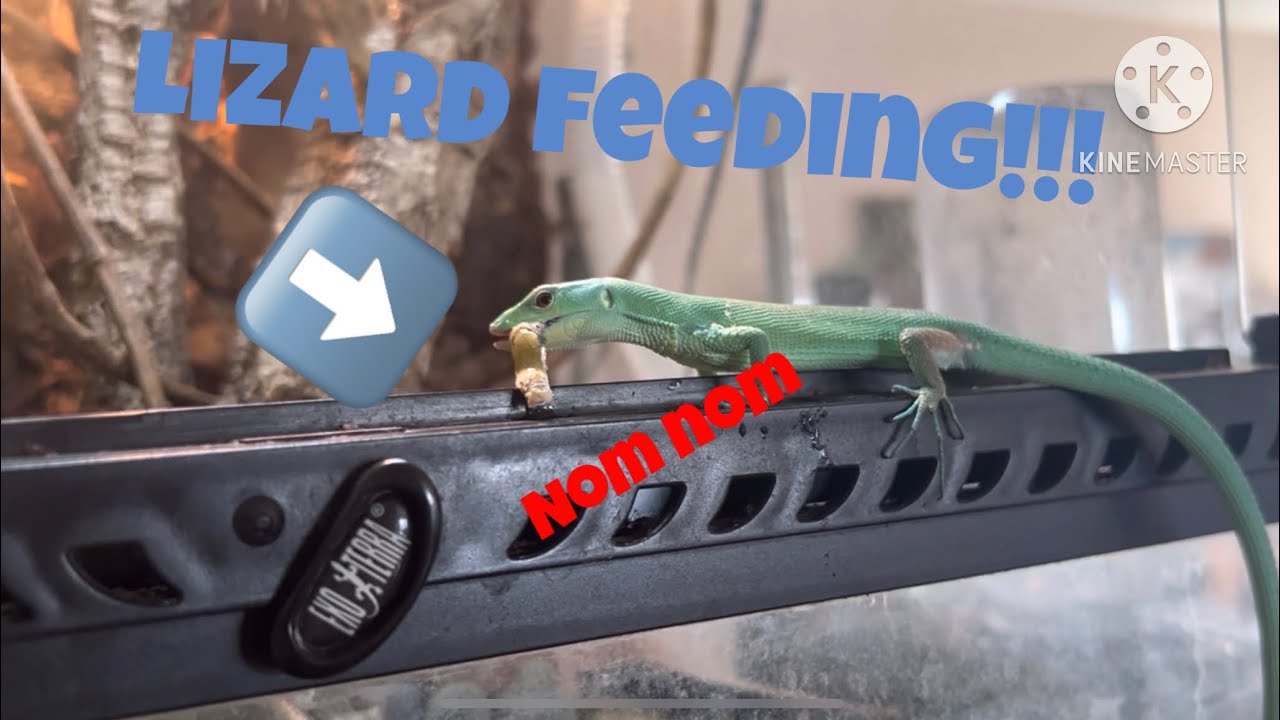 Feeding ALL My Lizards Silk Worms! - YouTube