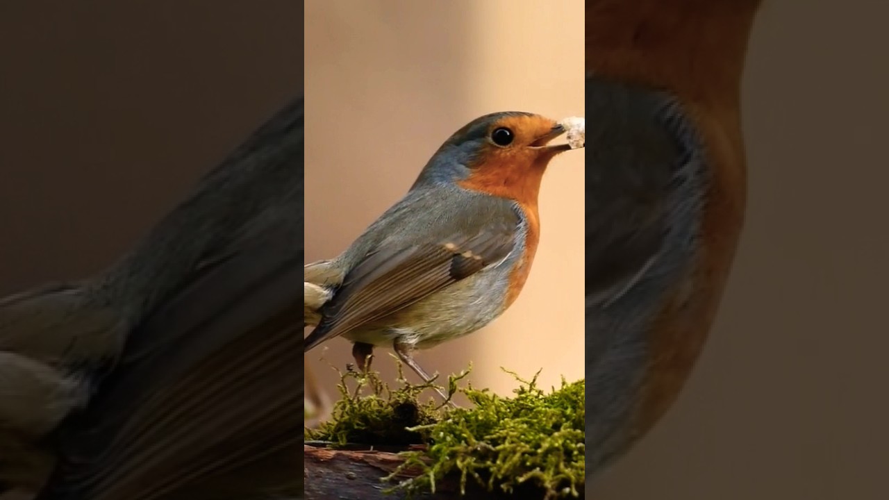 Melodious chirping of Robin Bird 🕊️🕊️🕊️ - YouTube