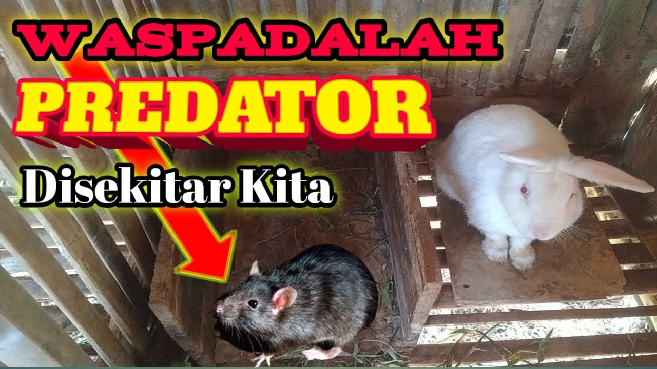 PREDATOR..!!! Bayi Kelinci dua indukan habis dibantai tikus || ternak ...
