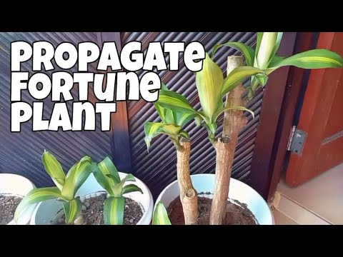 HOW TO PROPAGATE FORTUNE PLANT || SNEAK PEEK - YouTube