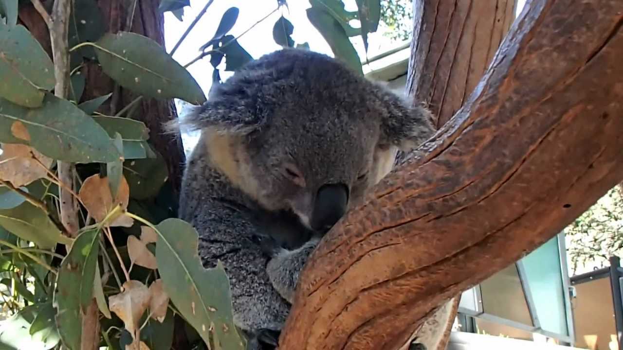 Wake up Koala! - YouTube