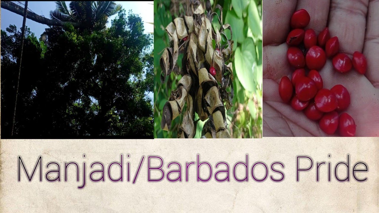 Red Lucky Seed/Manjadi Tree/Barbados Pride||SimplyYTchannel - YouTube