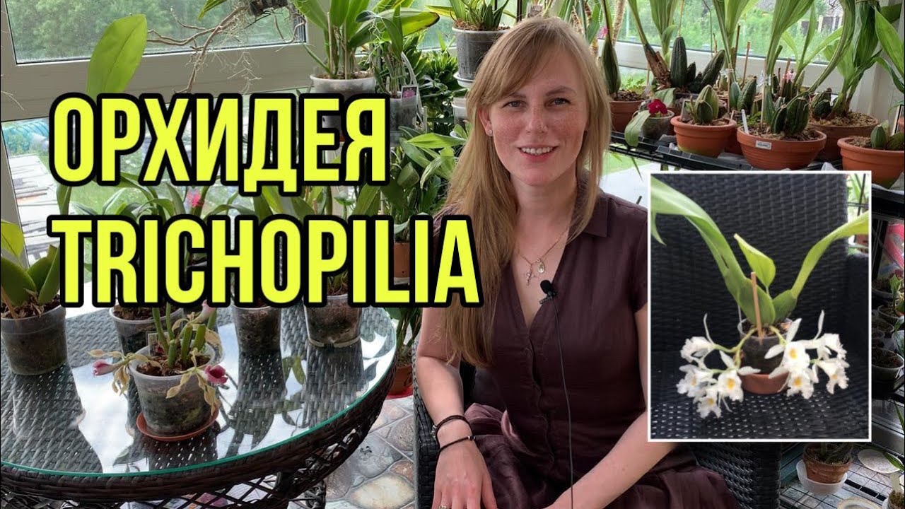 Орхидея trichopilia особенности выращивания и уход - YouTube