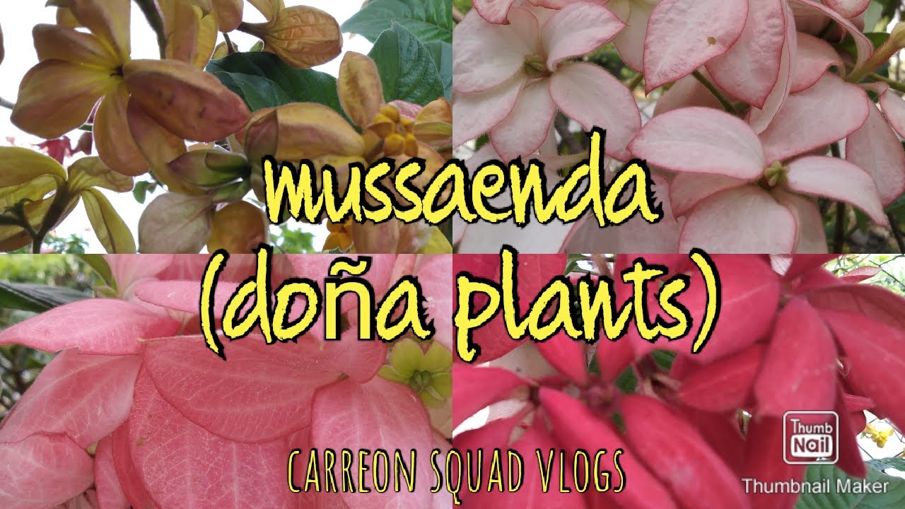 our five varieties of mussaenda (doña) plants | carreon squad vlogs ...